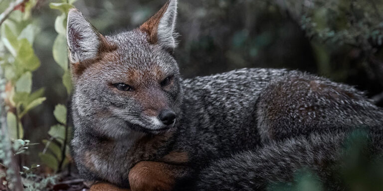 Zorro de Darwin – Fundacion Buinzoo